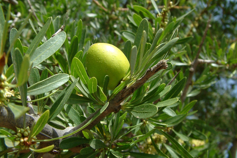 Argan Oil: Understanding the Differences in Scent and Quality – ZAYNA